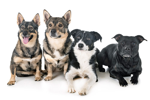 Caddo Animal Services partners with BISSELL for national shelter event ...