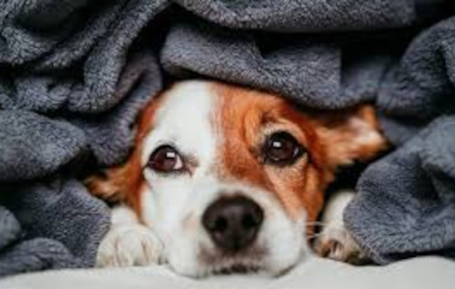 Caddo Animal Shelter needs short-term foster volunteers | Shreveport ...