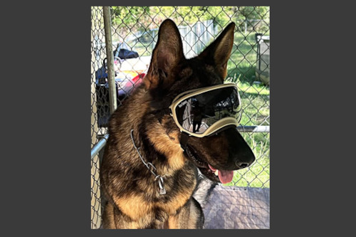 Race for top dog at SPD | Shreveport-Bossier Journal